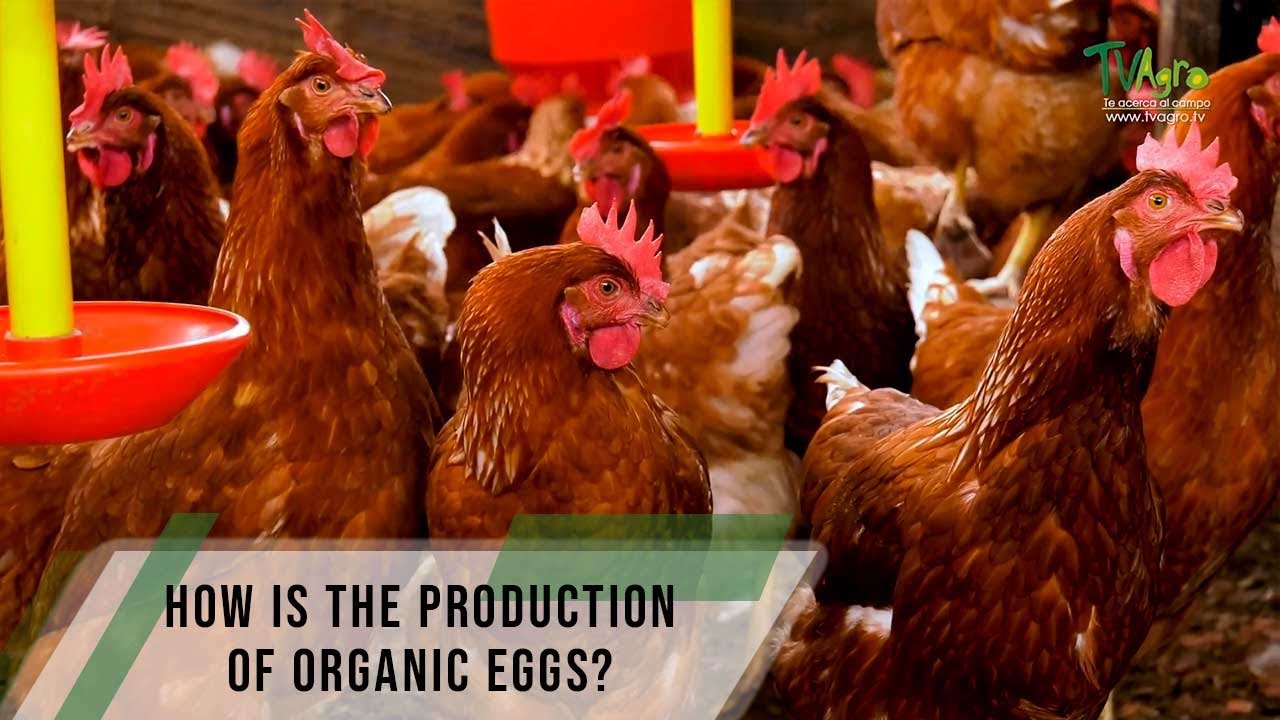 How is the production of organic eggs - TvAgro By Juan Gonzalo Angel ...