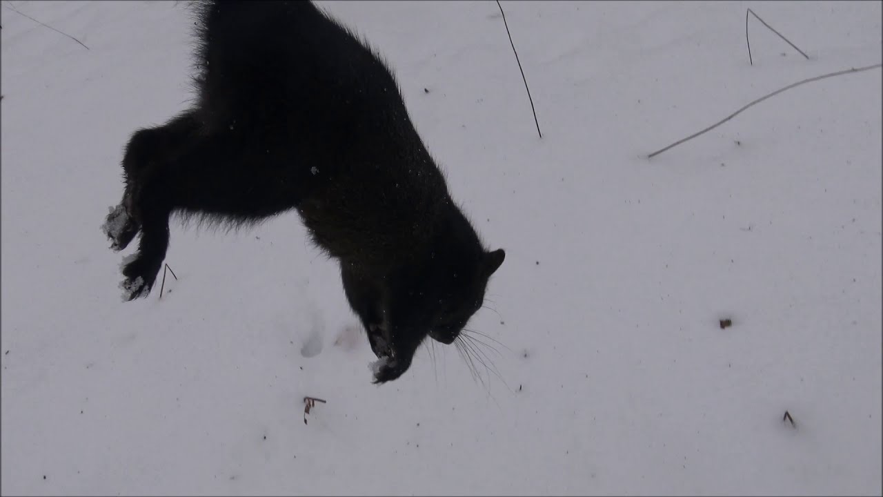 Winter Squirrel Hunting - YouTube