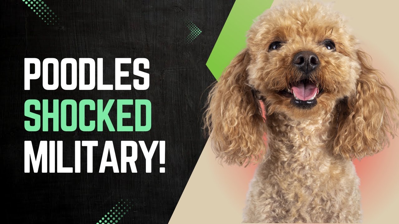 POODLE BREED GUIDE: From War Heroes to Family Companions 🐩 | Poodle Dog ...