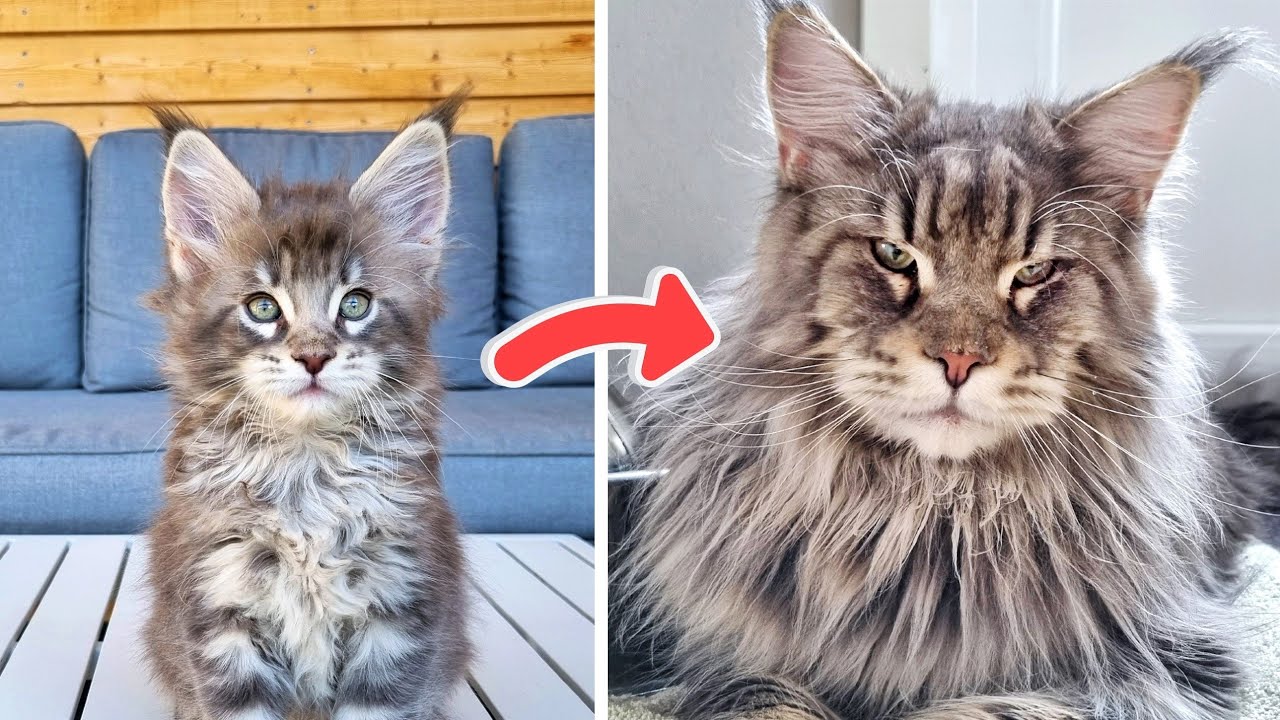 Maine Coon Kittens Grow So Big! | Thor and Grim - 1 Year Old - YouTube