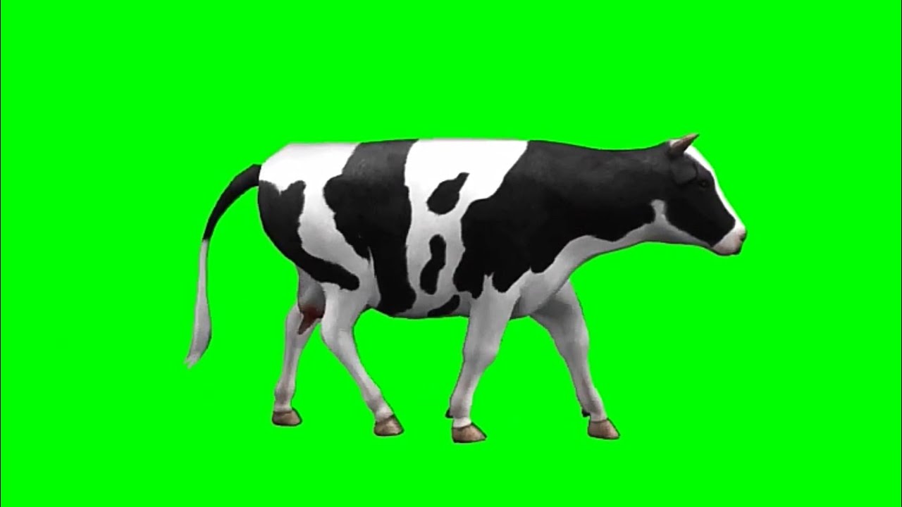 Sapi Jalan Greenscreen - Walking Cow Greenscreen | Animal Greenscreen ...