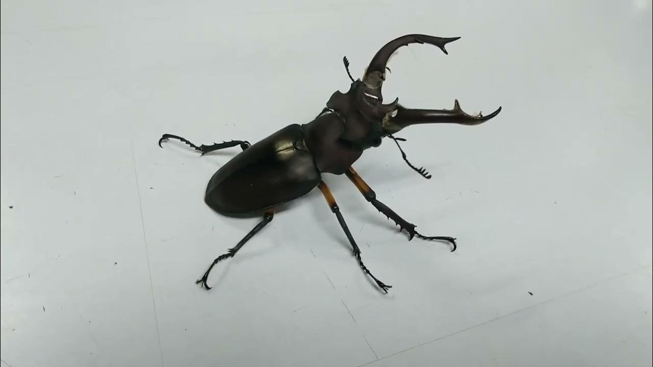 Taiwanese Stag beetle - Lucanus formosanus - YouTube