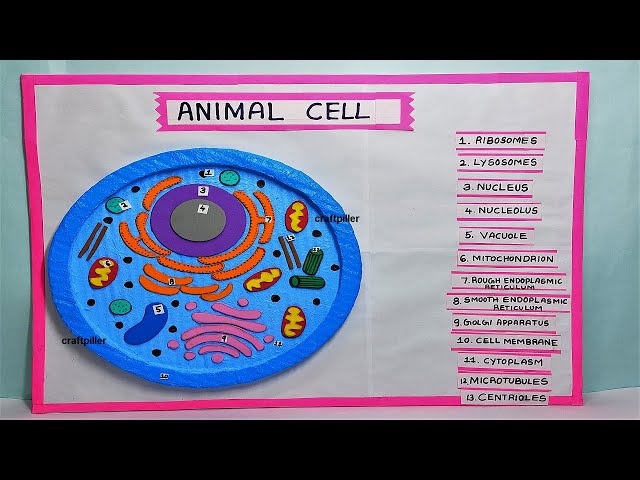 Animal Cell For Kids Project