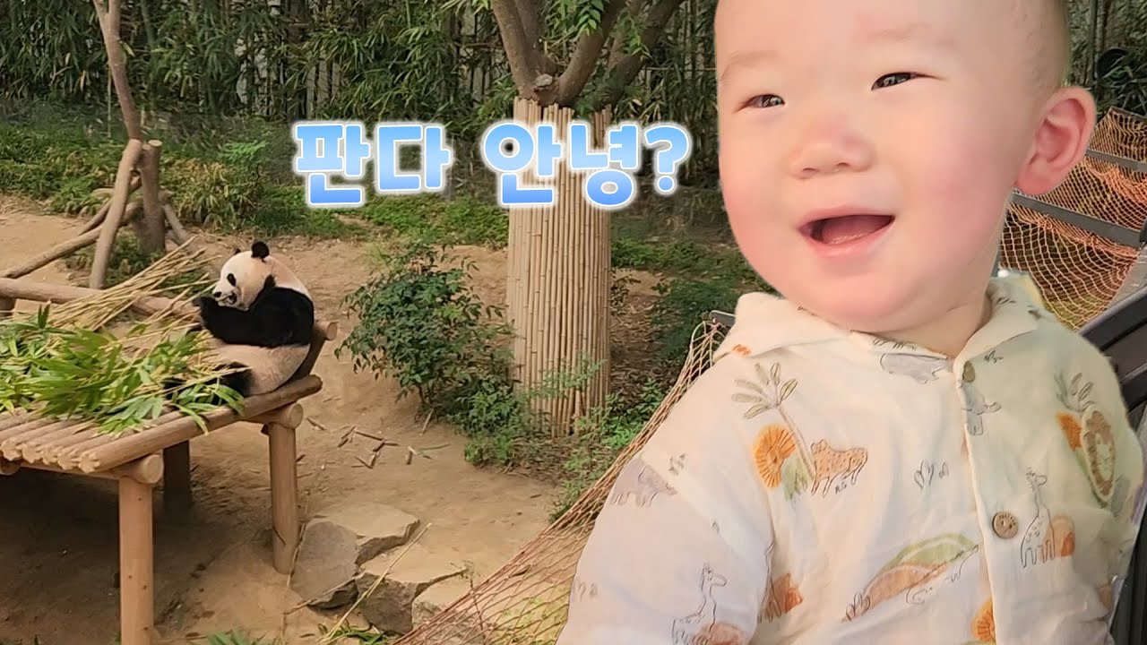 푸바오가족 만나러 에버랜드에 갔어요서울여행 2편|생후 13개월 Youtube