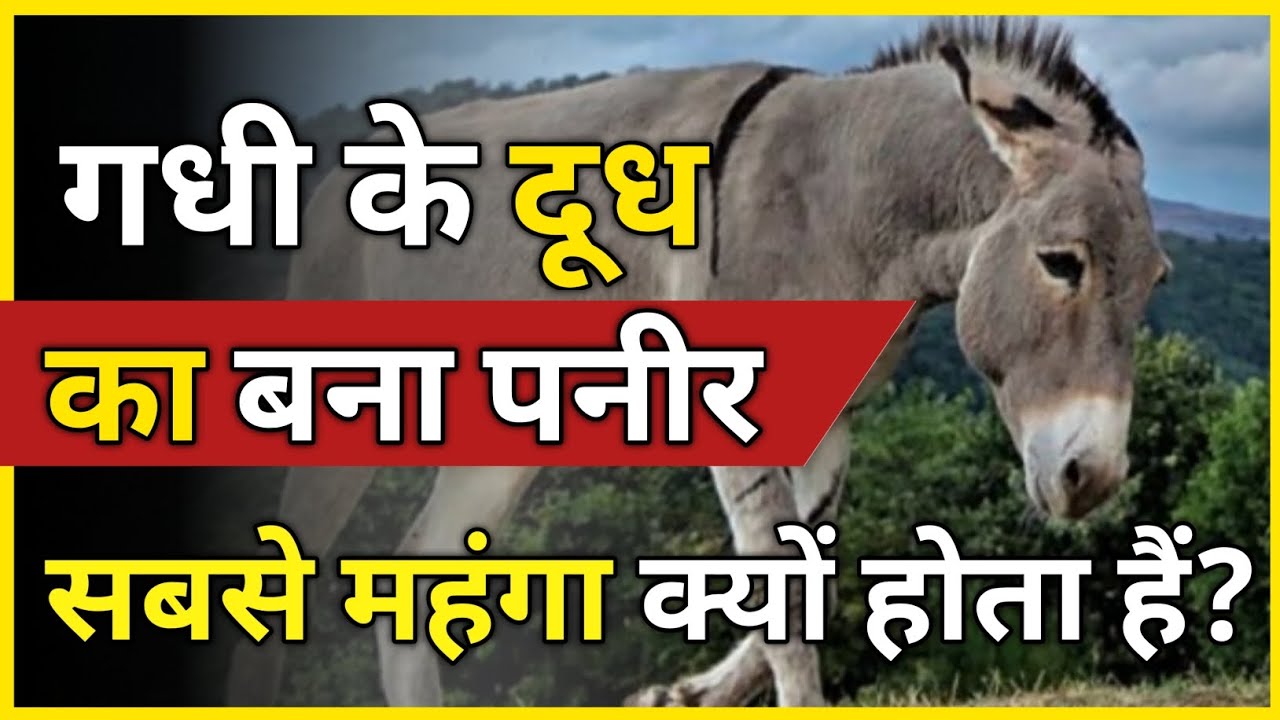गधी के दूध का बना पनीर सबसे महंगा क्यों होता हैं ? // Amazing Facts ...