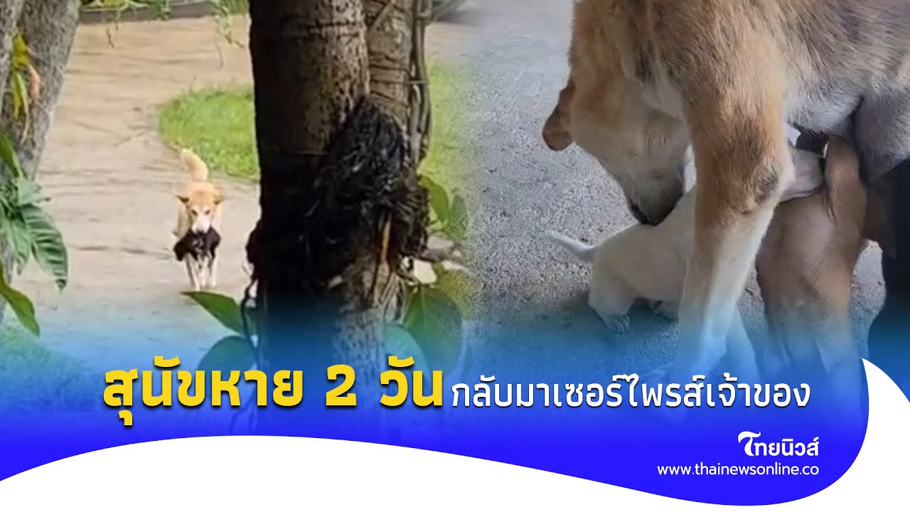 สุนัขหายไป 2 วัน กลับมาเซอร์ไพรส์เจ้าของทันที|ไทยนิวส์|Exclusive-28-jj ...