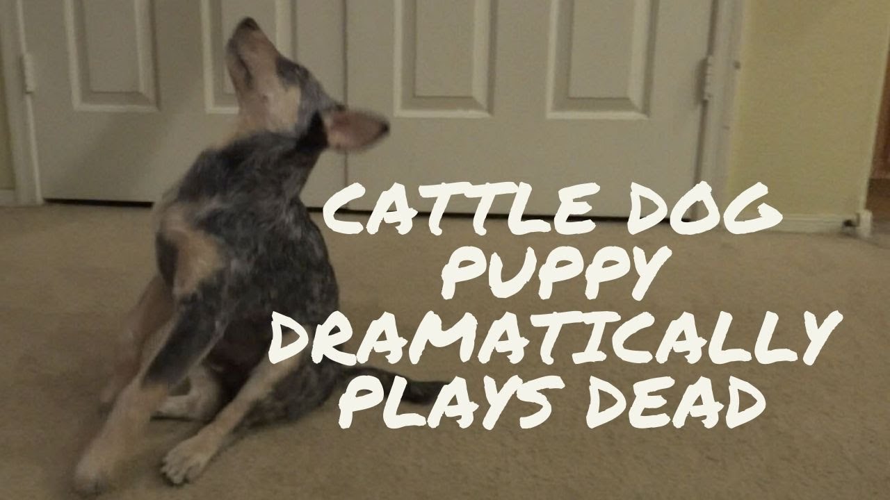 BANG! Watch this Cattle Dog Puppy Dramatically Play Dead - YouTube