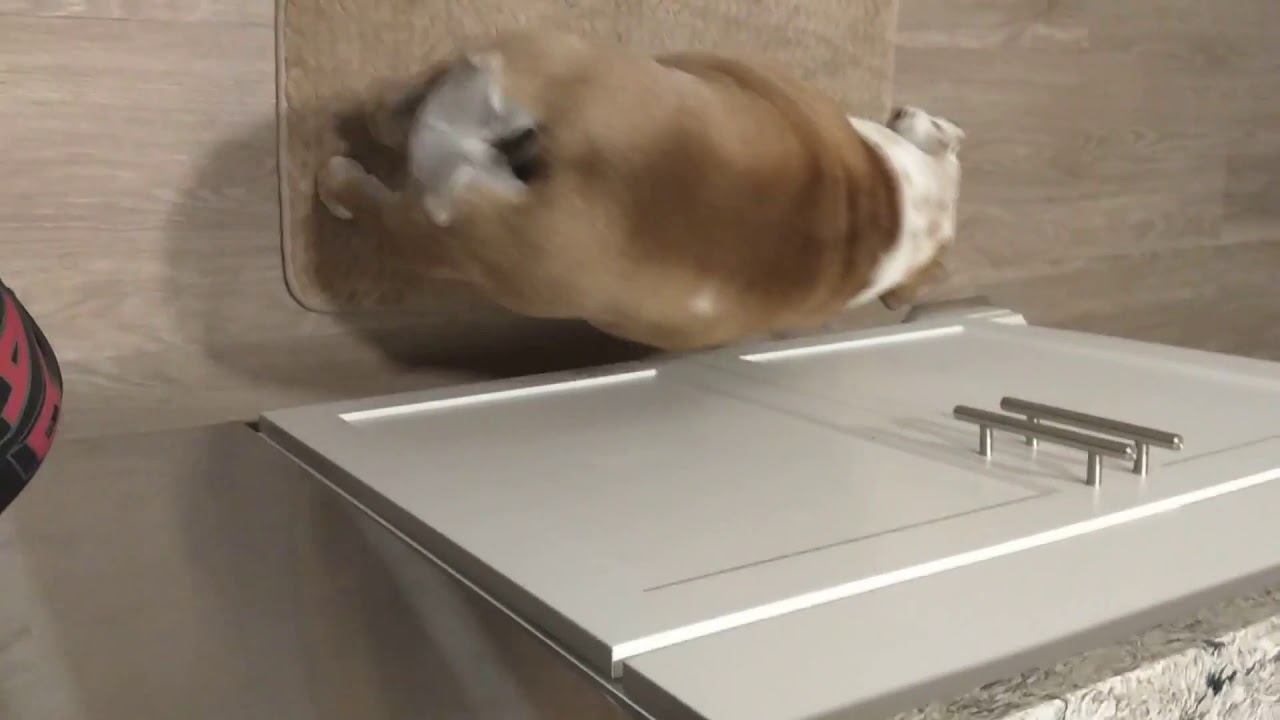 Nya Grace the English bulldog" no more bacon" - YouTube