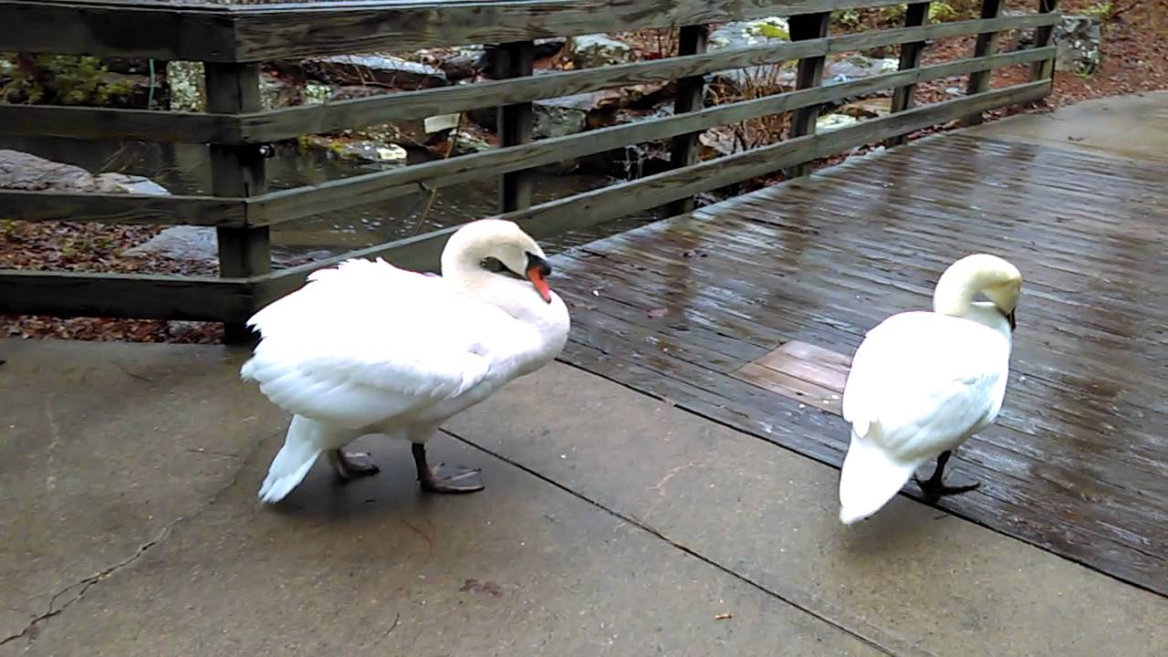 Swan attack! - YouTube
