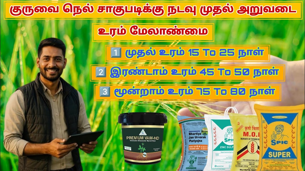 🌾 குருவை நெல் சாகுபடிக்கு நடவு முதல் அறுவடை வரை உரம் மேலாண்மை | Kuruvai ...