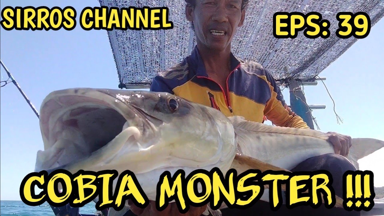 cobia fish monster EPS 39 | Diamond trevally fish | ikan haruan besar ...