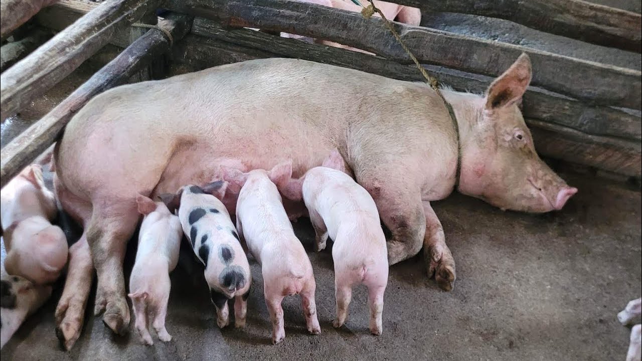 Mga Alagang Peppa pig sa Probinsya Part-1 - YouTube