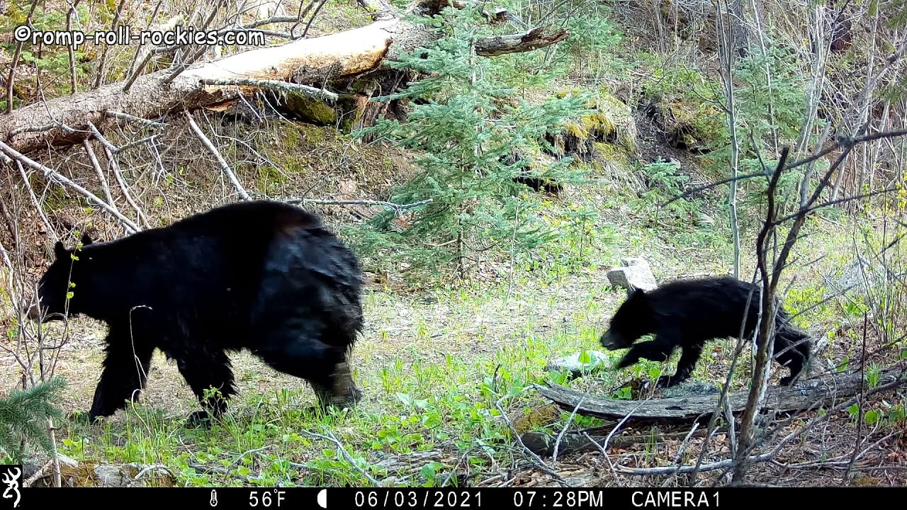 Watch a bear cub grow astronomically over a summer (2022) - YouTube