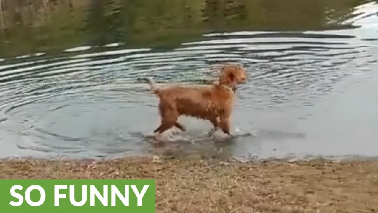 Super excited dogs run and play in the water - YouTube