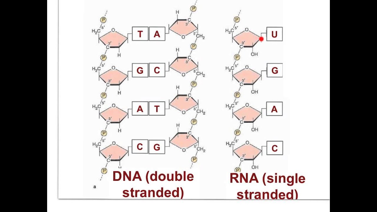 IB Bio Transcription, Translation Part I - YouTube
