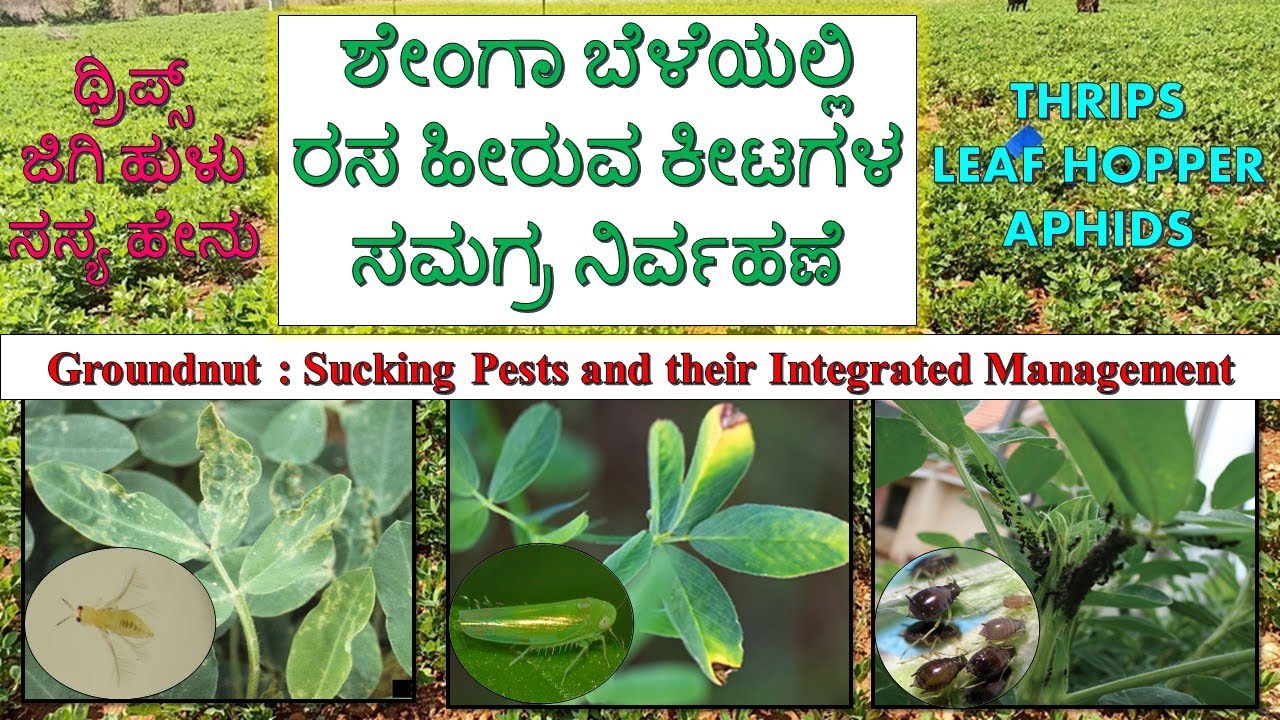 Groundnut Sucking Pests Management | Thrips, Leaf Hopper & Aphid ...