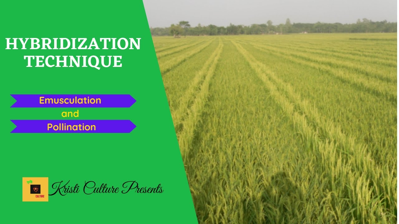Hybridization Technique, Emasculation and Pollination. How hybrid rice ...