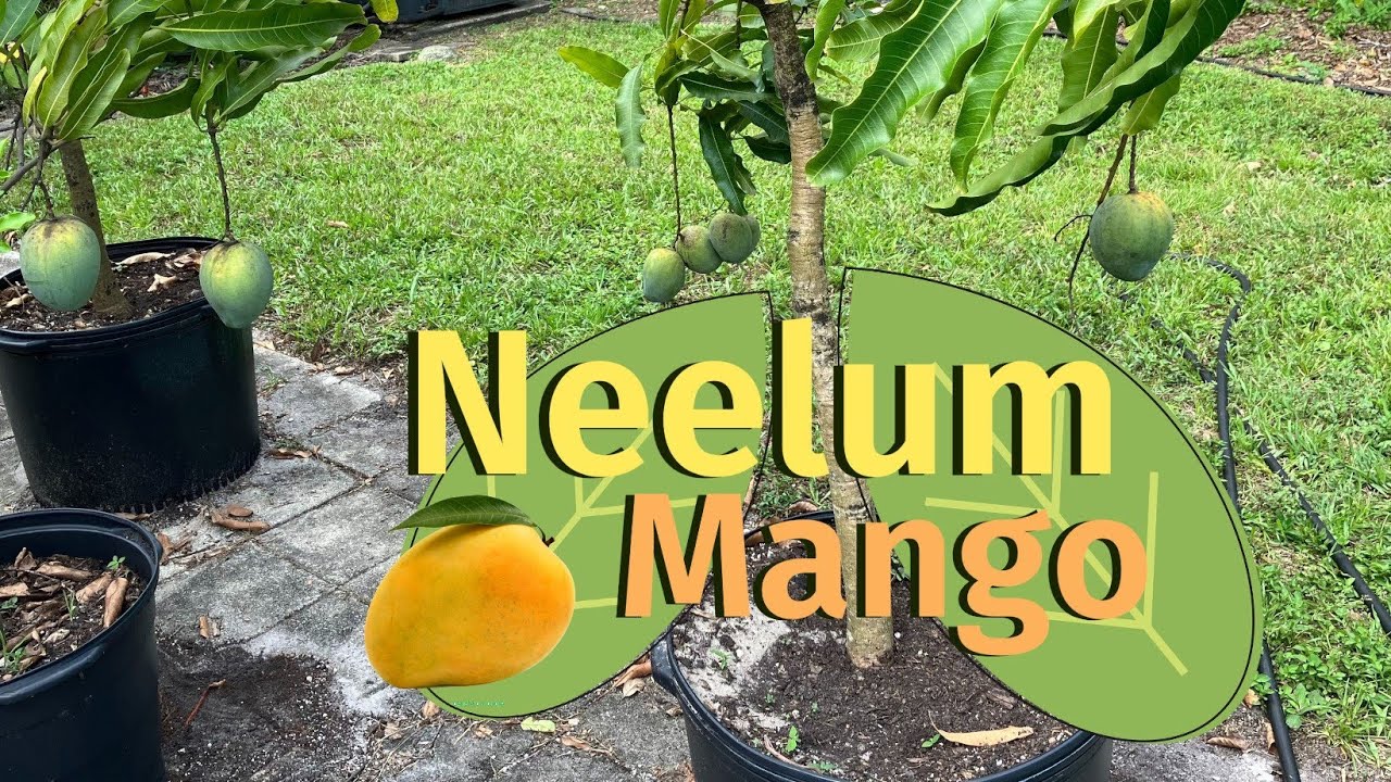Late season Indian Mango (Neelum) fruiting in a 25 gallon pot. - YouTube