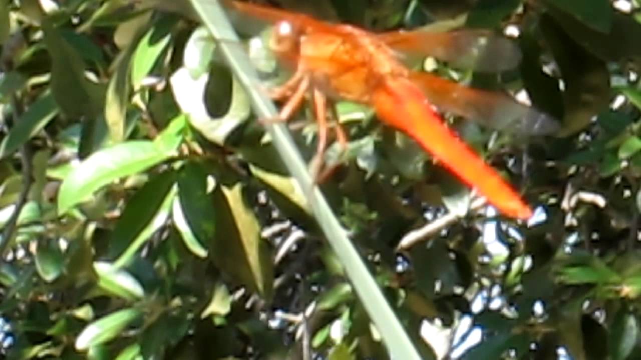 Orange Flame Skimmer Dragonfly - YouTube