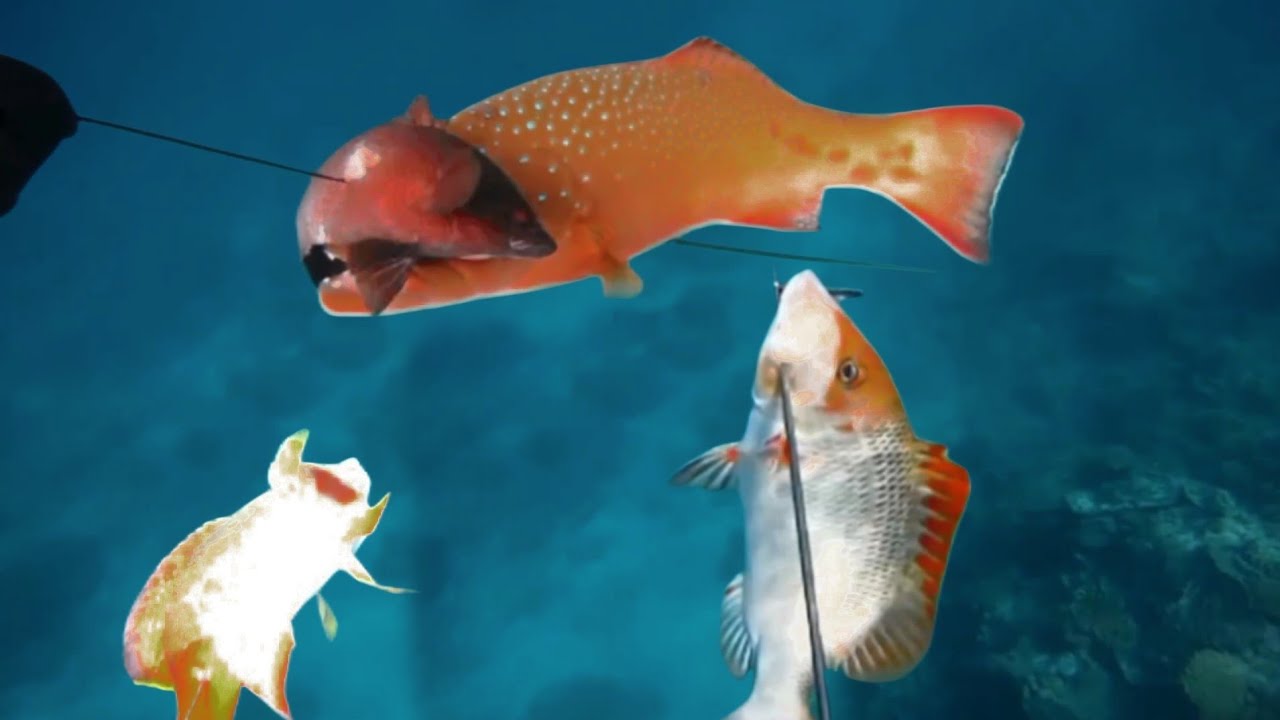 Spearfishing shooting fish The result is very many different types of ...