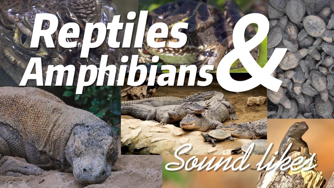 Reptiles and Amphibians sounds like #asmrsounds #reptilesofyoutube # ...