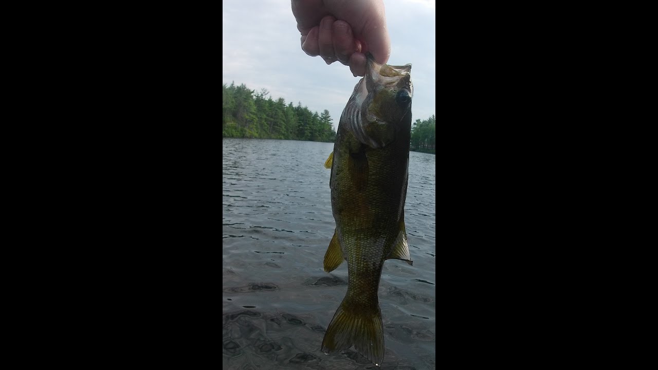 Smallmouth bass fry ! (I think ?) Freshwater bass fishing Canada #fish ...