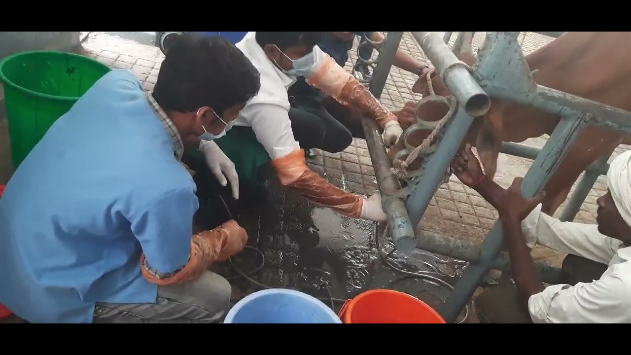 Removal of Rumen Cud by Stomach tube in cattle - YouTube