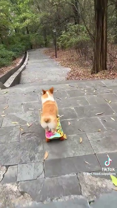 (TikTok)最近お気に入りの動画 - YouTube