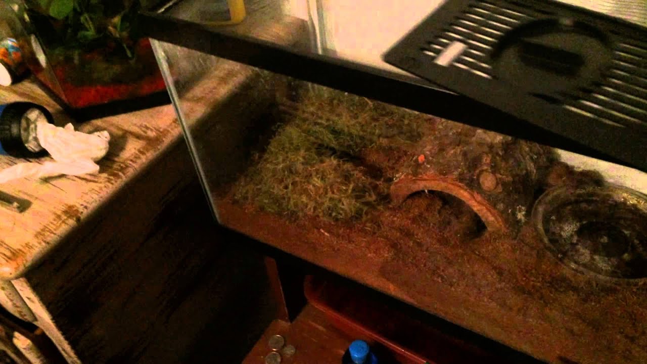 Amphibian room (mostly salamanders) - YouTube