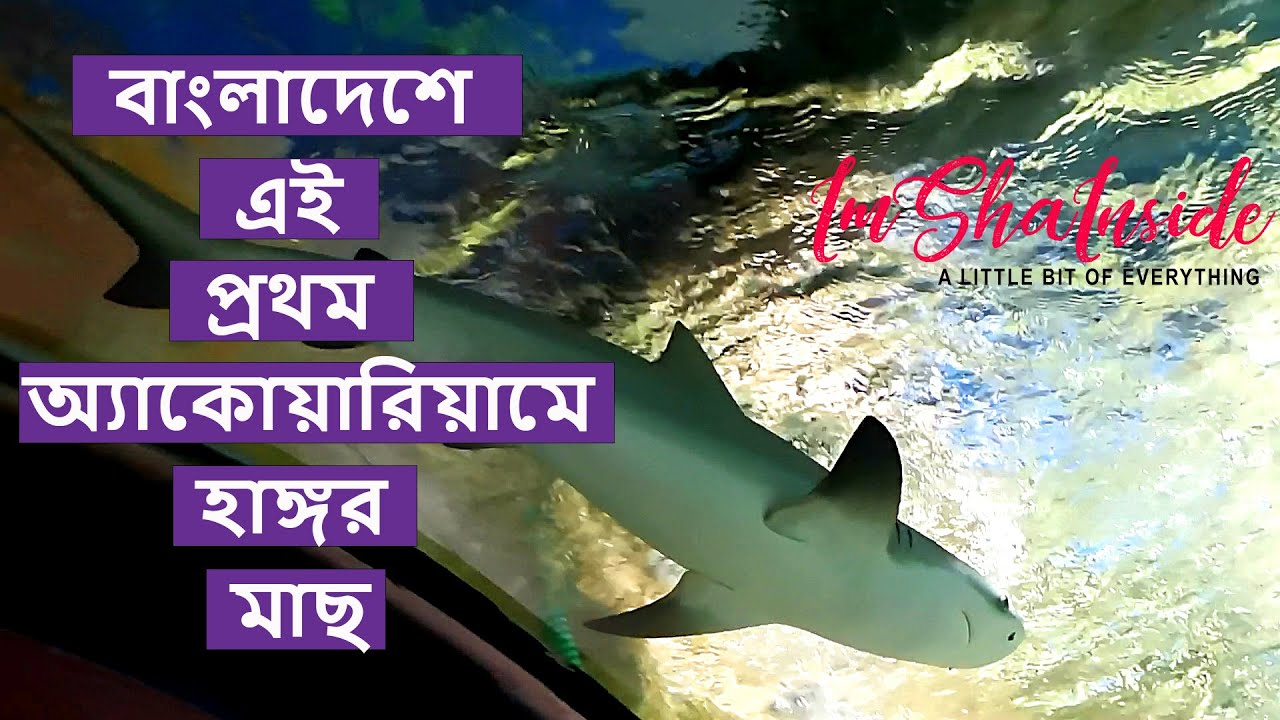 Radiant Fish World Cox's Bazar | Shark in Aquarium in Cox's Bazar - YouTube