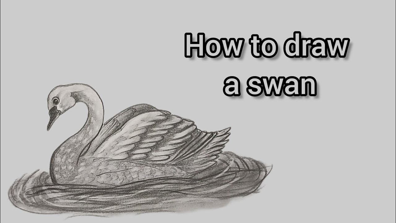 How to draw Swan |Mastering the Art of Swan Drawing | Drawing sketching ...
