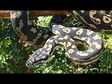 Collection spotlight - Port Douglas locality Carpet python - YouTube