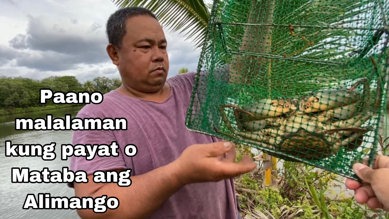 Paano malalaman kung payat o mataba ang alimango vlog825 - YouTube