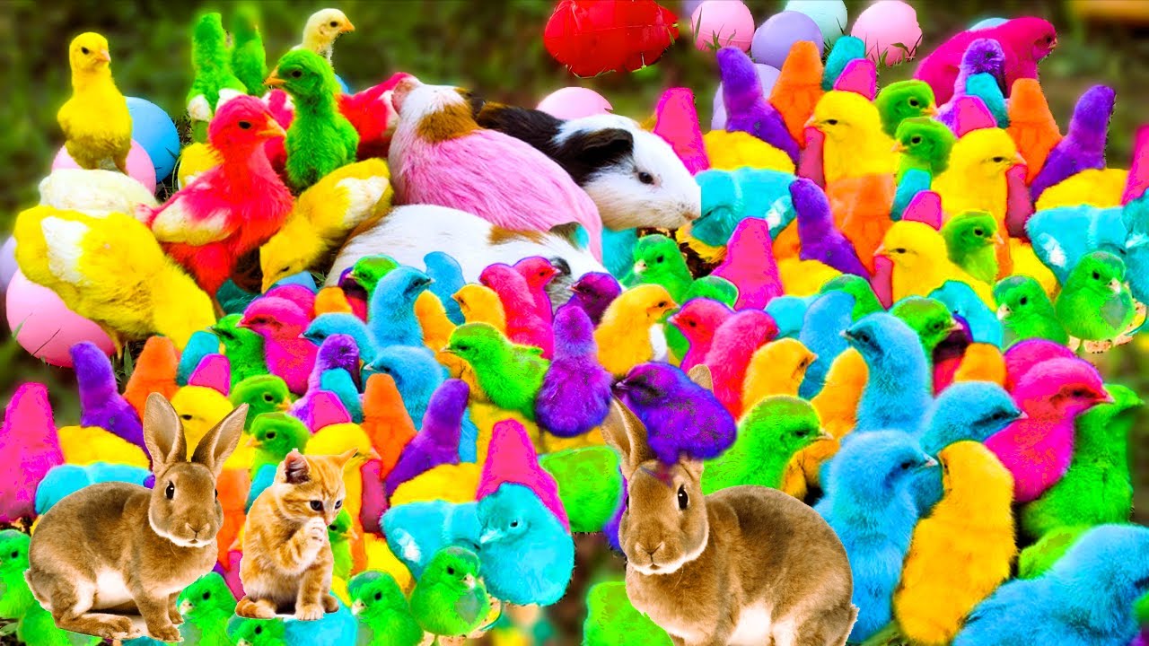 rainbow chicks, catch colorful rabbits and chickens - YouTube