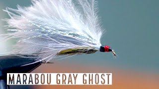 Grey Ghost Fly