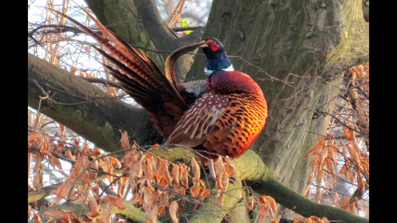 1935. Bažant obecný, Common pheasant, Fasan, Faisan de Colchide, Faisán ...