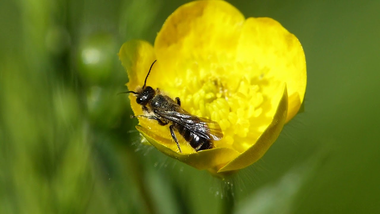 Chelostoma (Chelostoma) florisomne (Megachilidae-Hymenoptera) - YouTube