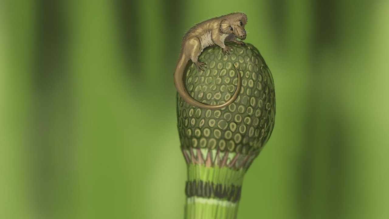 Hadrocodium Wui | Un Ser Diminuto | PaleoPedias 🇨🇳 - YouTube