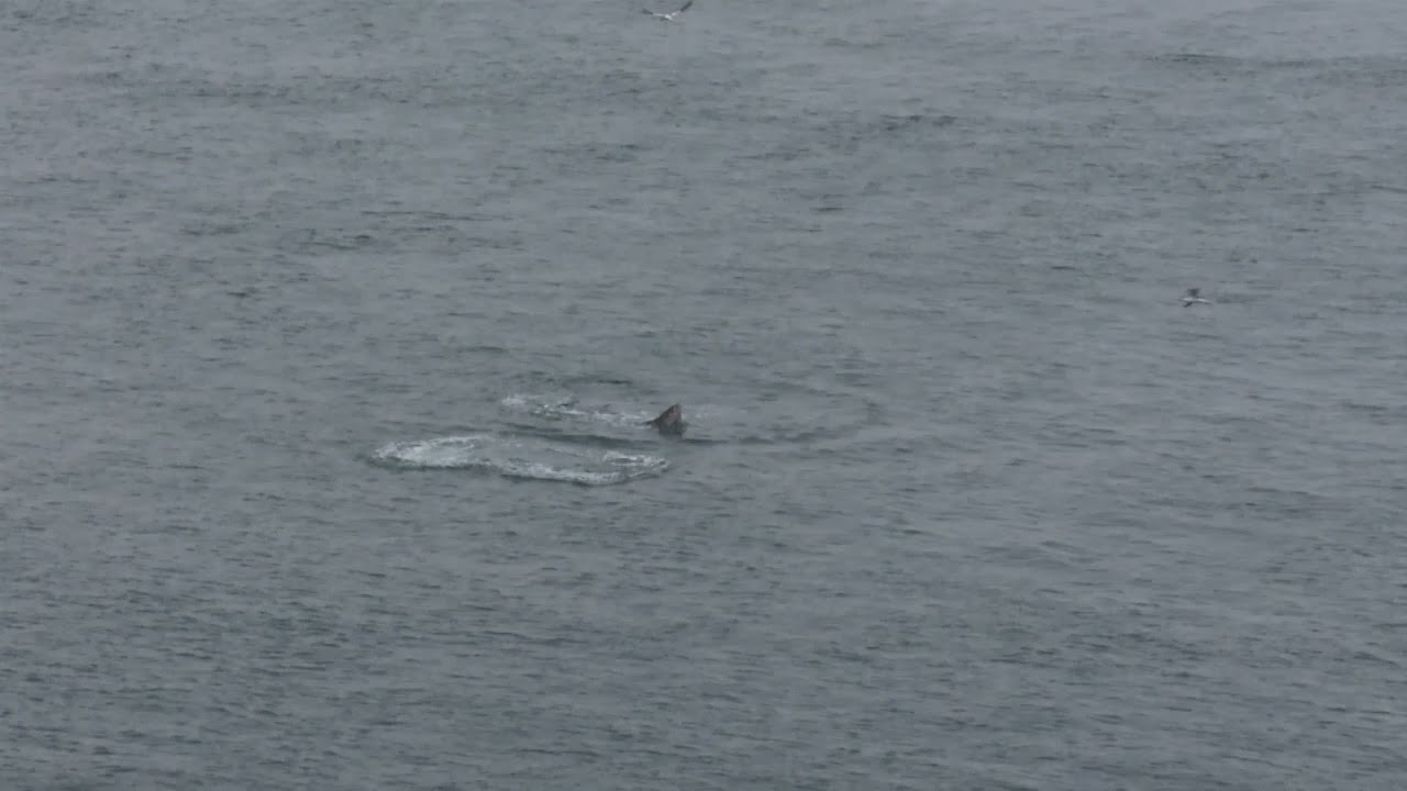 Atlantic Bluefin Tuna Thunnus thynnus South Devon 18 November 2021 ...
