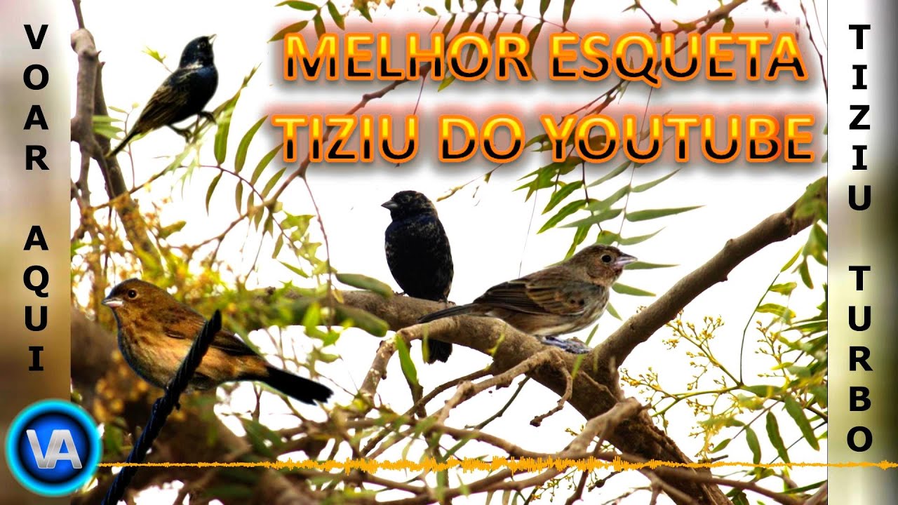 🏆🏆🏆 TIZIU - FÊMEA DE TIZIU - PIADO DE FEMEA DE TIZIU - TIZIU CANTANDO ...