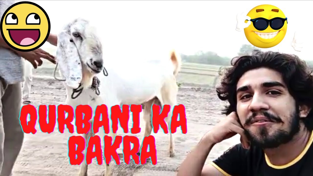 Qurbani Ka bakra | Qurbani 2022| Eid 2nd day| funny clips of Bakra ...