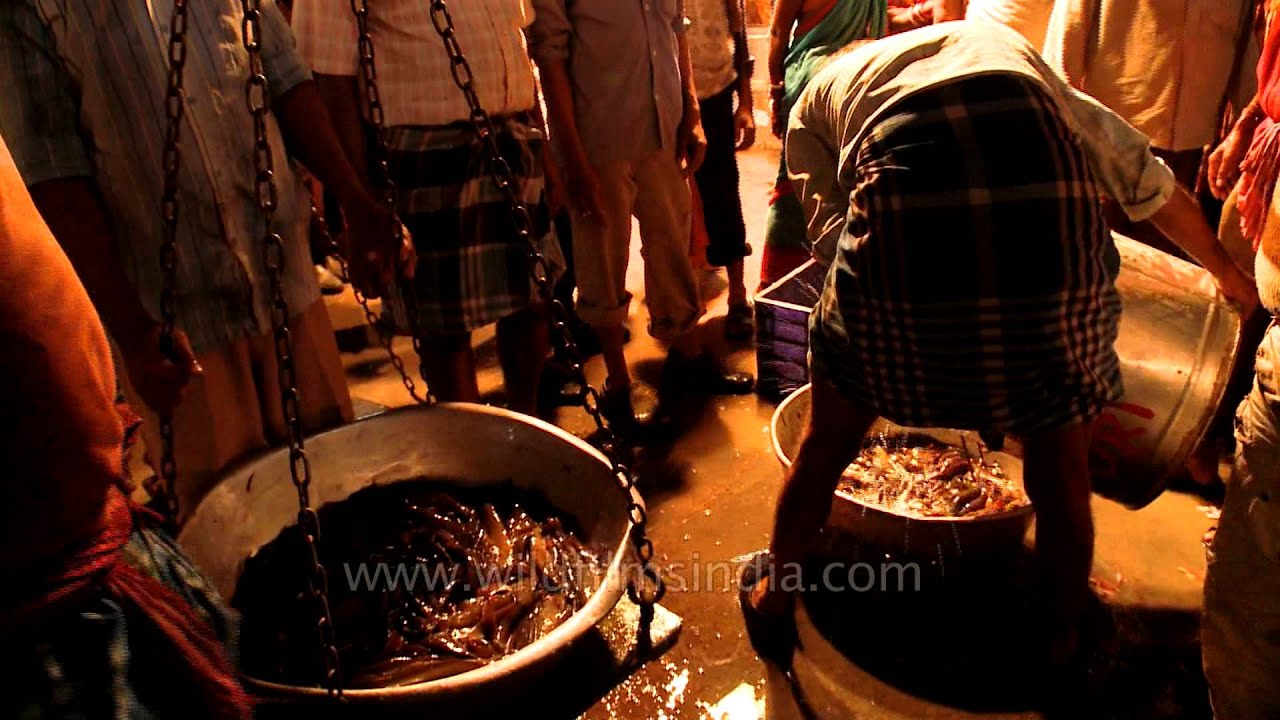 Fresh singhi fish at Howrah fish market - YouTube