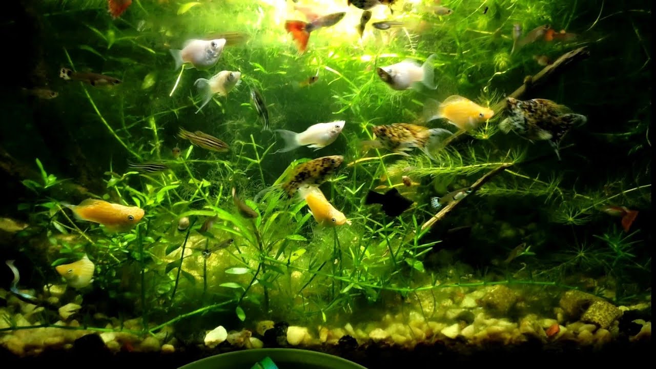 Guppy,Molly,zebra danio fish,moon tail molly fish,marble moon tail ...