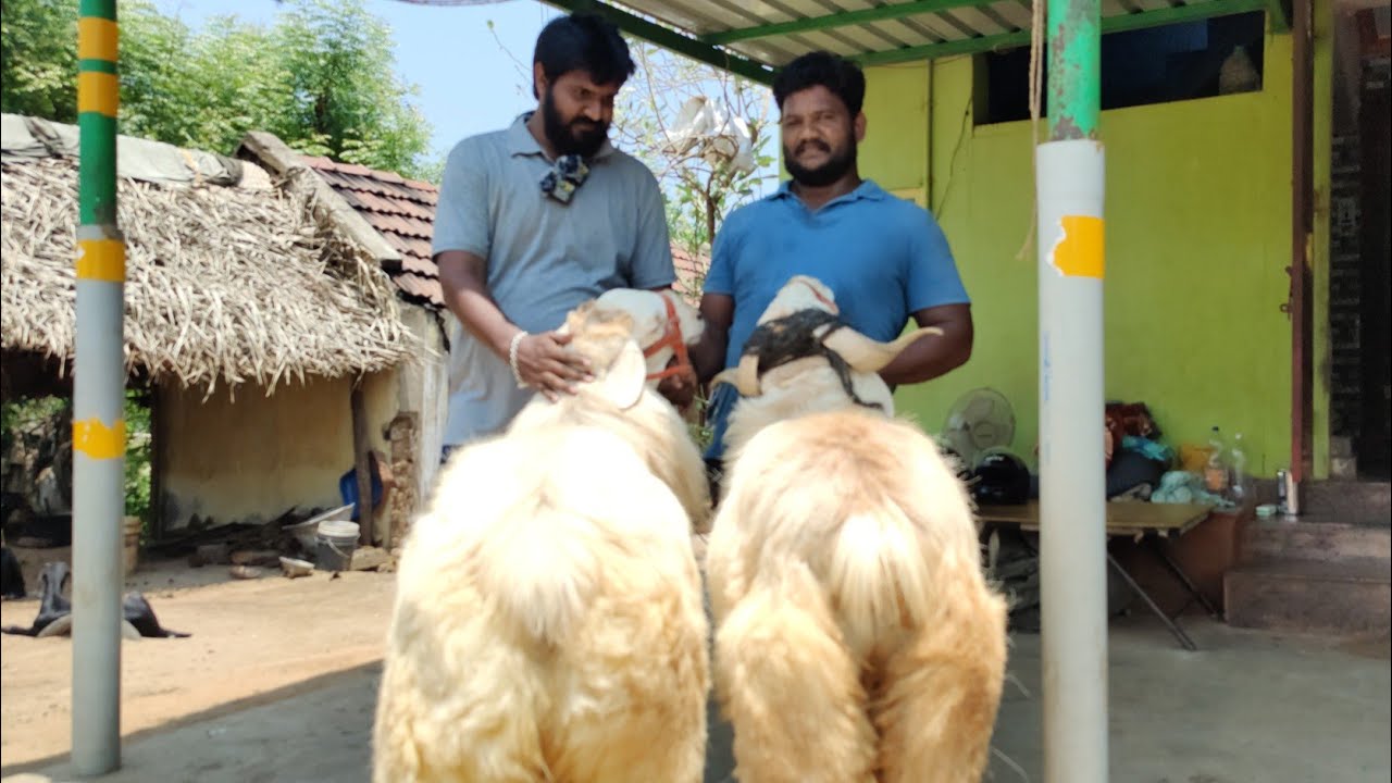 Biggest Nellore judipi sheeps farm (Bakrid Heavy size sheeps) - YouTube