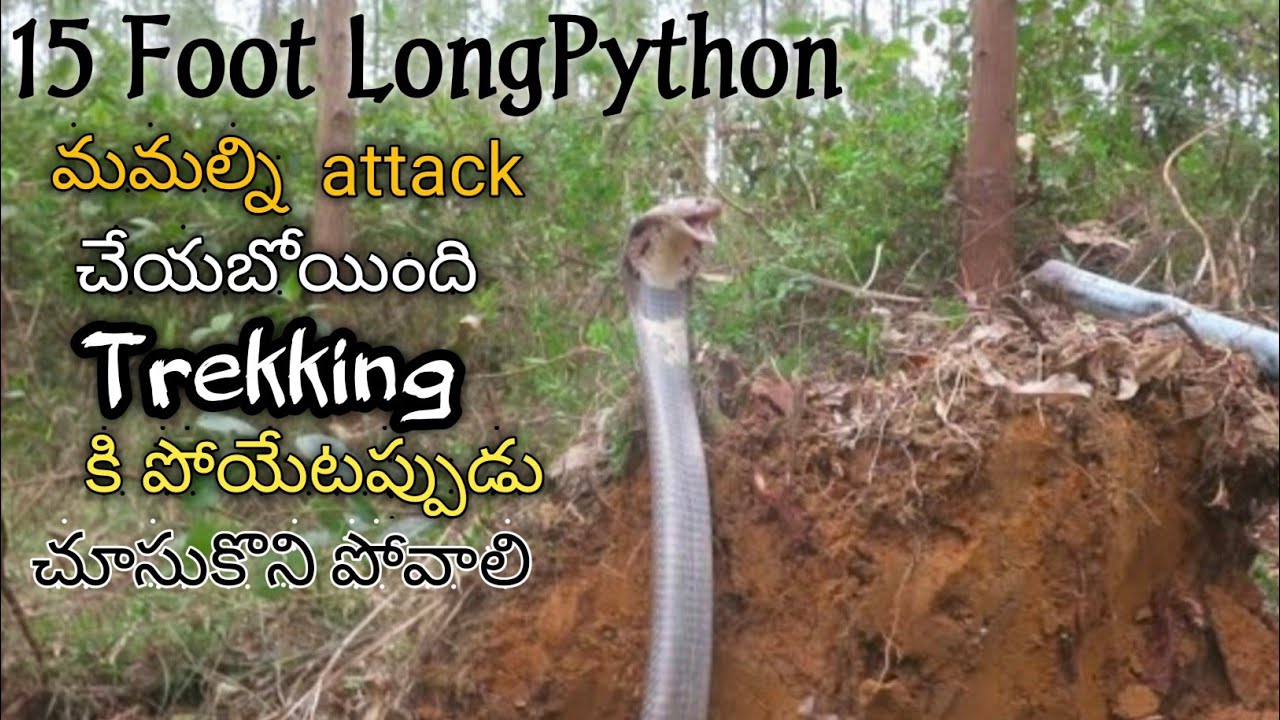 15 feet long snake | Trekking | donubai waterfalls | nvmotovlogs ...