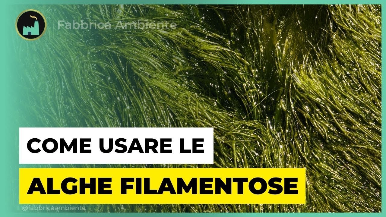 Alghe Filamentose: Come Trasformare Le Alghe Verdi In Un Potente ...