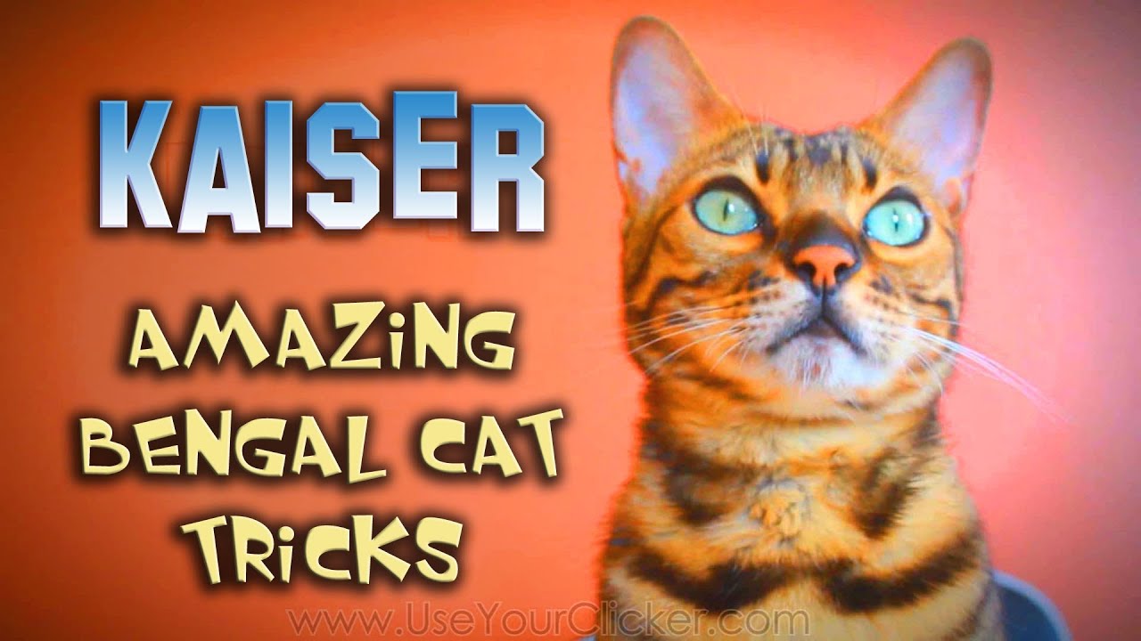 Kaiser the Amazing Bengal: Amazing Cat Tricks - YouTube