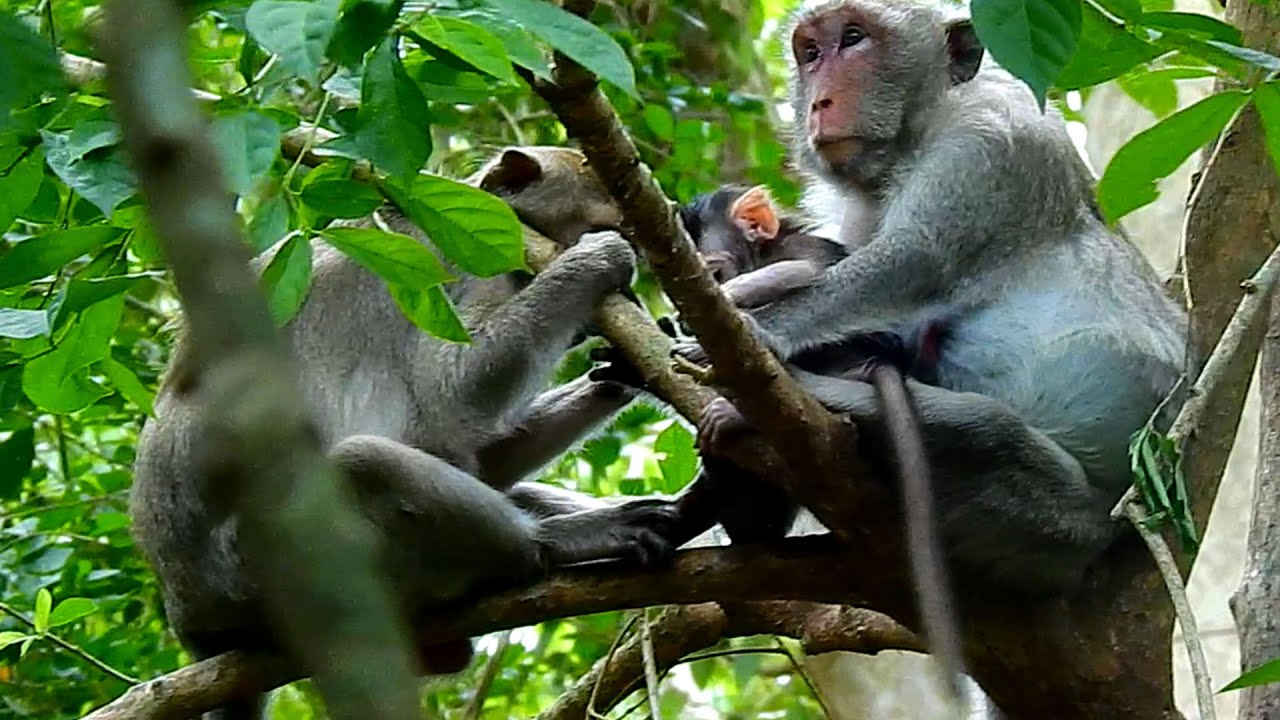 Monkey Loni comes to talk to little baby Lucy - YouTube