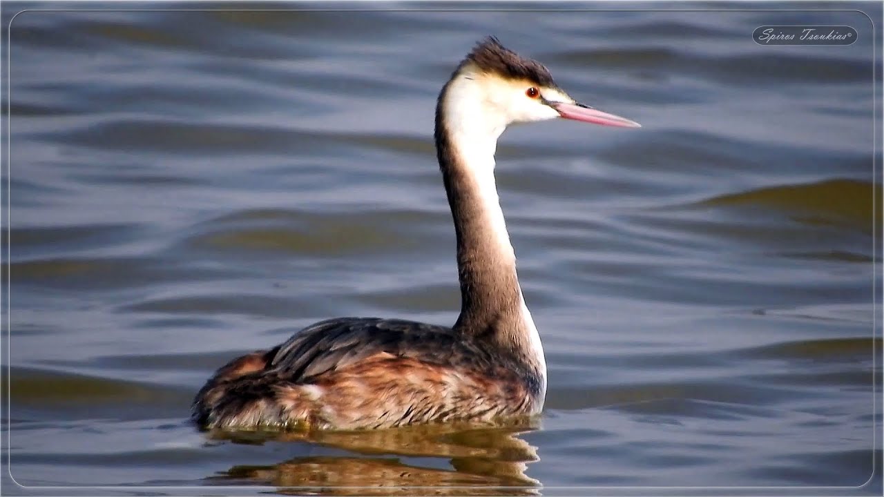 Σκουφοβουτηχτάρι πουλί - Podiceps bird - YouTube