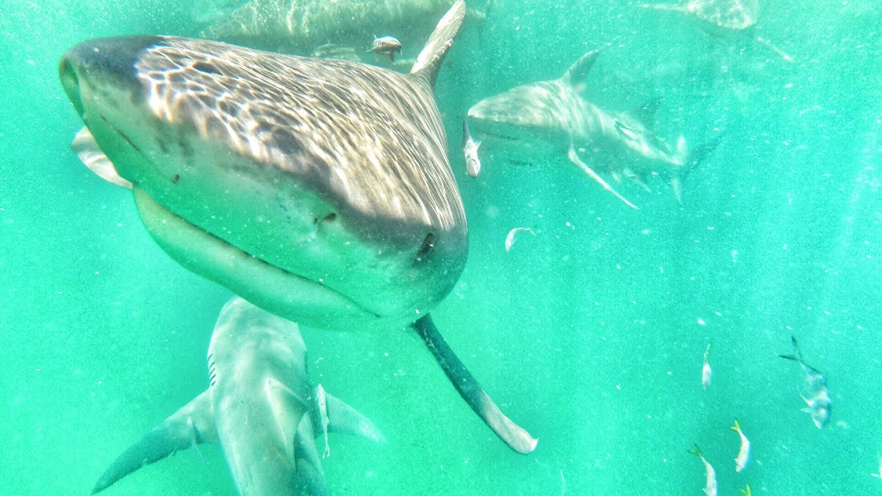 SHARK INFESTED WATERS + Parody # Would You Swim Here Fishing? - YouTube